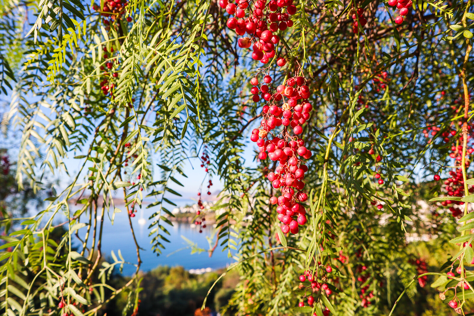 How to Grow Schinus - Pepper Tree - Harvest to Table