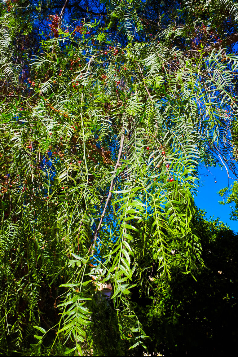 How to Grow Schinus - Pepper Tree - Harvest to Table