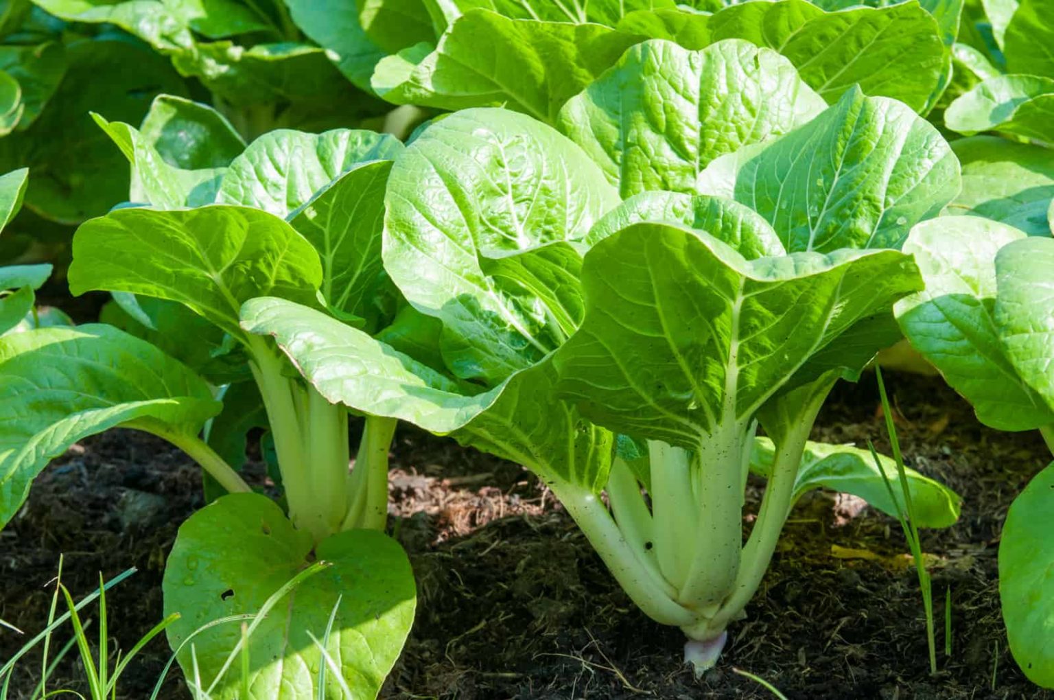 Five Ways to Cook and Serve Bok Choy -- Harvest to Table