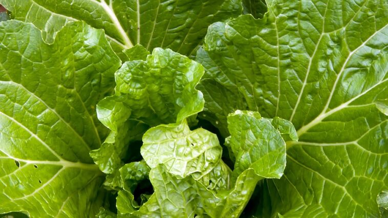 Five Ways to Cook and Serve Chinese Cabbage -- Harvest to Table