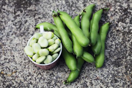 Five Ways to Cook and Serve Fava Beans -- Harvest to Table