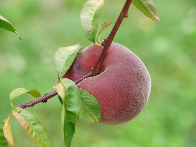 Peach Varieties for Home Gardens