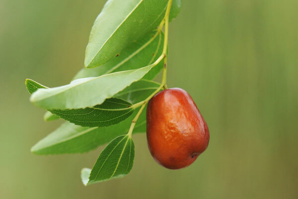 Ways to Serve Jujube -- Harvest to Table