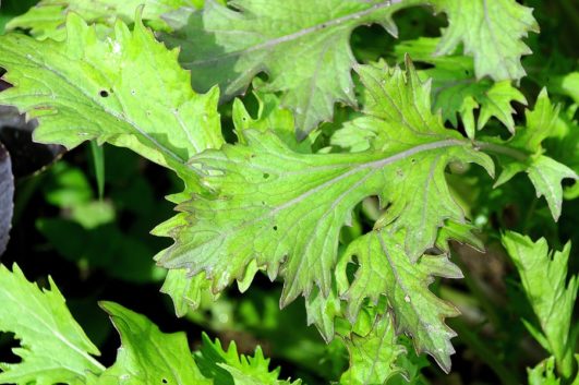 Ways to Prepare and Serve Mizuna -- Harvest to Table