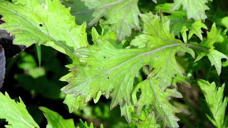 How to Plant, Grow, and Harvest Arugula - Harvest to Table