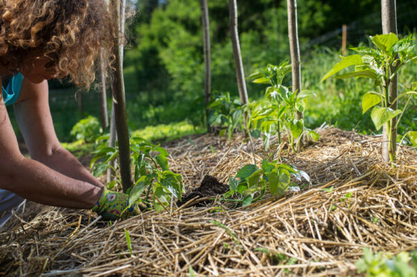 June Vegetable Garden Things To Do -- Harvest to Table
