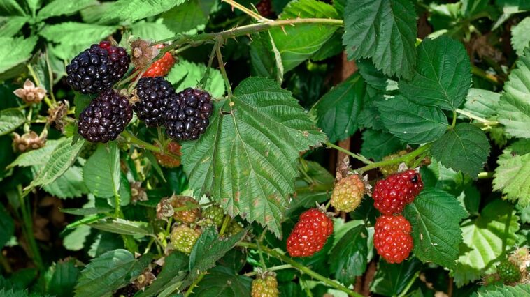 How to Plant and Grow Blackberries - Harvest to Table