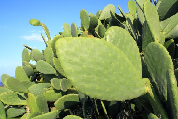 Nopales - Harvest to Table
