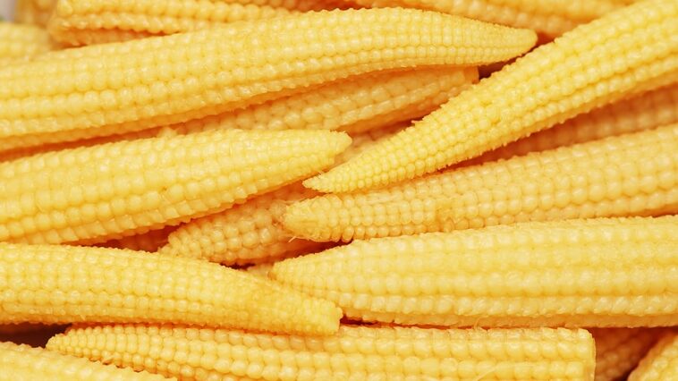 How to Plant and Grow Sweet Corn - Harvest to Table