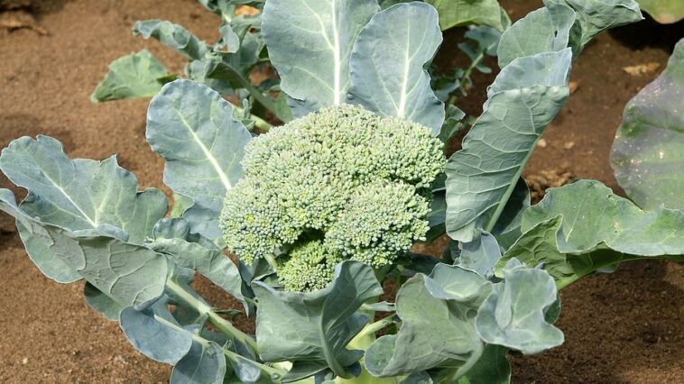 How to Plant, Grow, and Harvest Broccoli - Harvest to Table