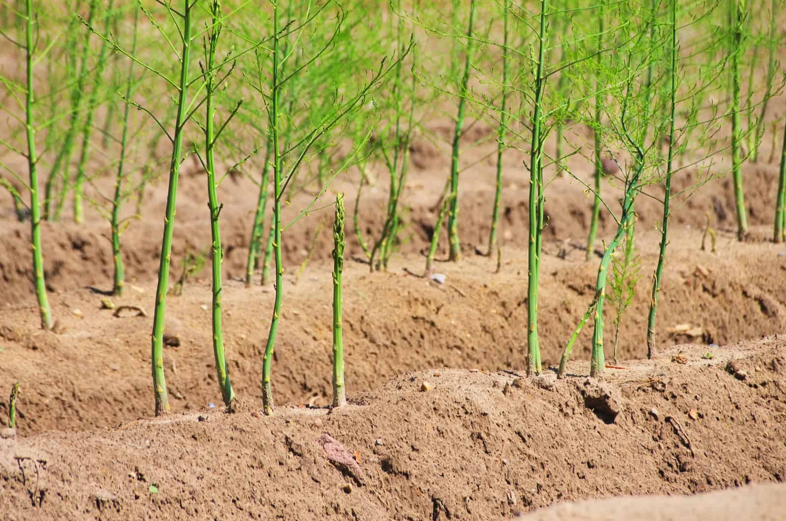 The Ultimate Asparagus Growing Guide: From Seed to Harvest