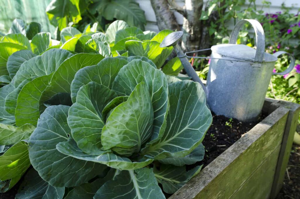 The Ultimate Cabbage Growing Guide from Seed to Harvest