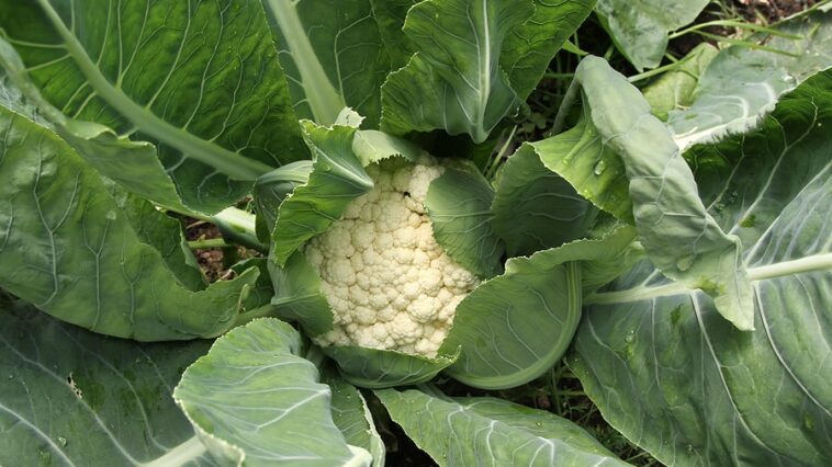 Cauliflower Seed Starting Tips -- Harvest to Table