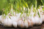 Garlic Planting Calendar by Zone (Month-by-Month Guide)