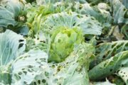 How to Plant and Grow Cabbage - Harvest to Table