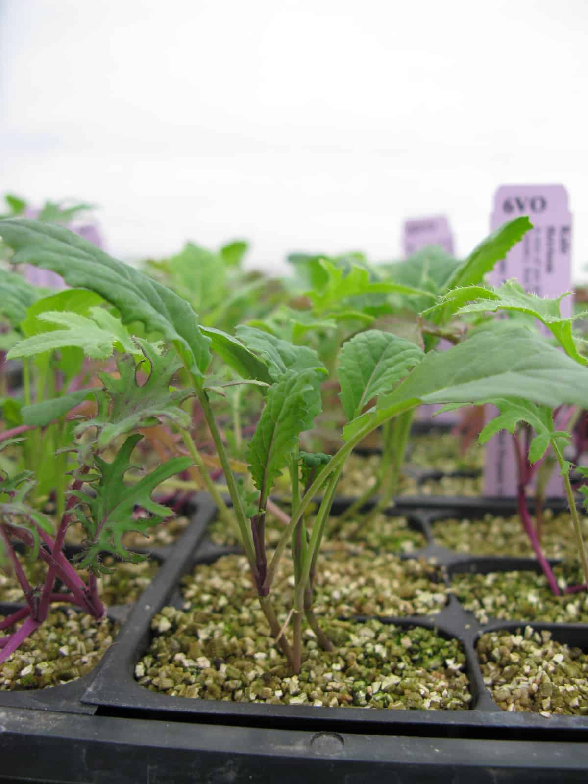How to Plant, Grow, and Harvest Kale - Harvest to Table