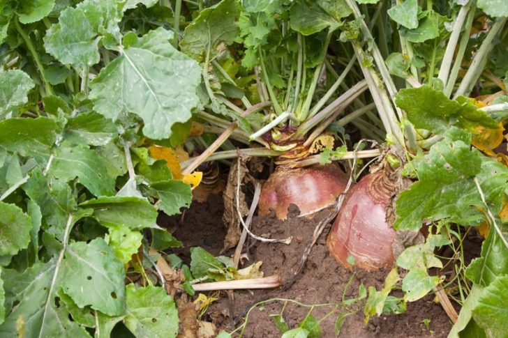 How to Plant and Grow Rutabaga - Harvest to Table