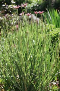 How to Plant, Grow, and Harvest Salsify - Harvest to Table