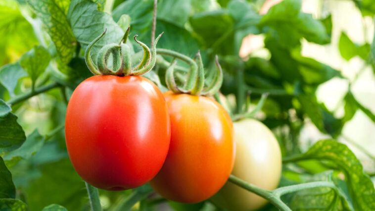 How to Prepare and Serve Prickly Pear -- Harvest to Table