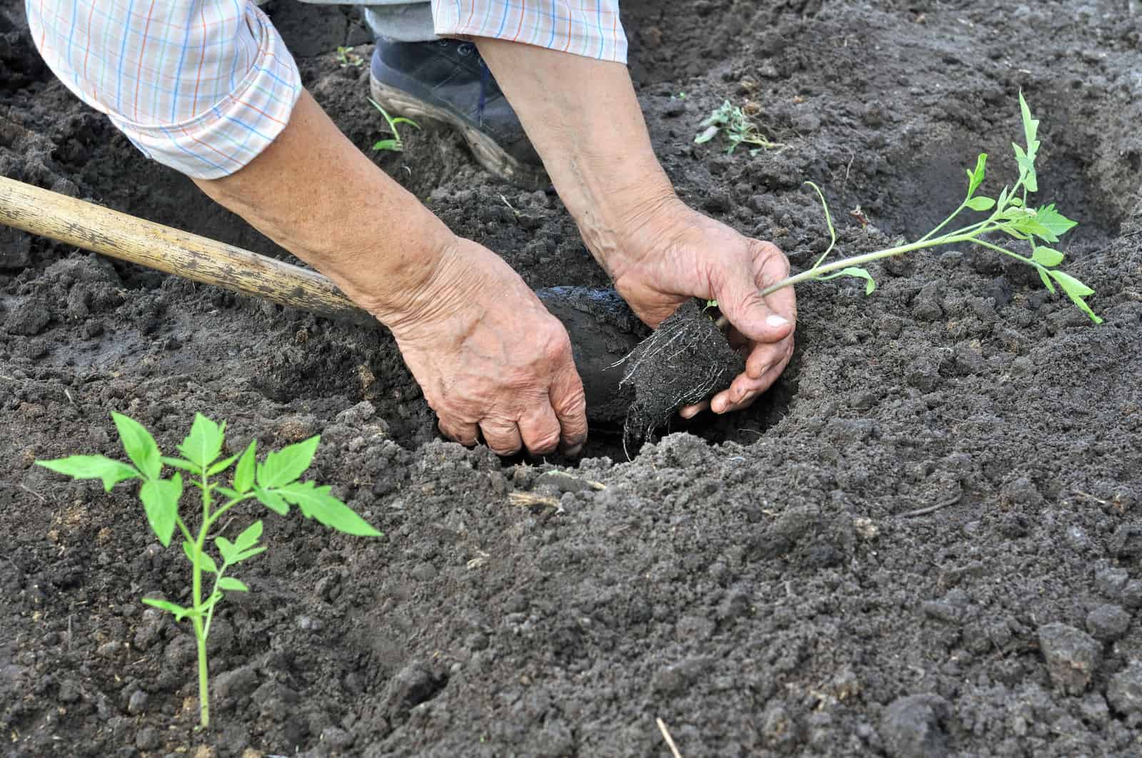How to Transplant Tomato Seedlings: A Gardener’s Guide