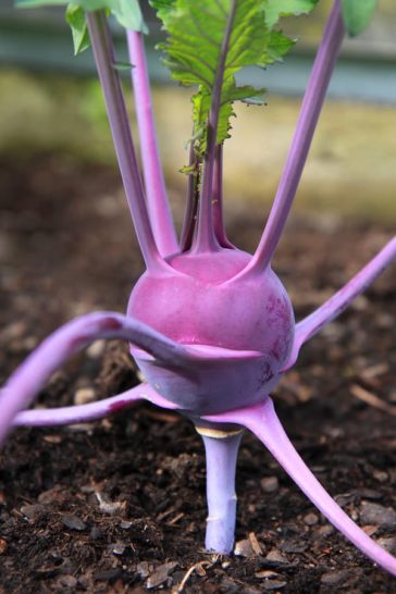 How to Plant and Grow Kohlrabi - Harvest to Table