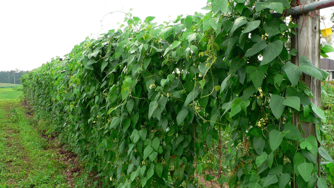 Snap Beans Planting, Growing, and Harvest Guide