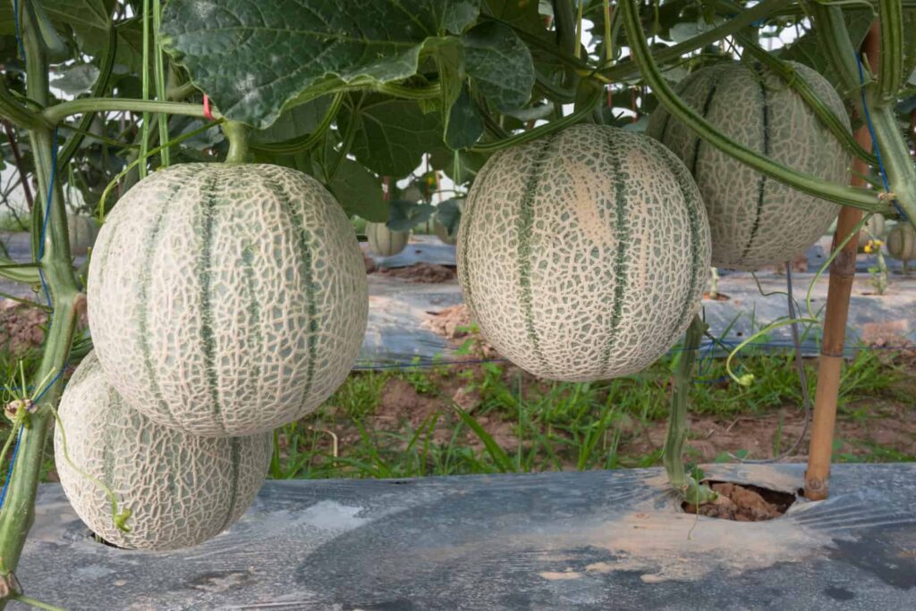 Ultimate Guide to Growing Melons: From Planting to Harvest