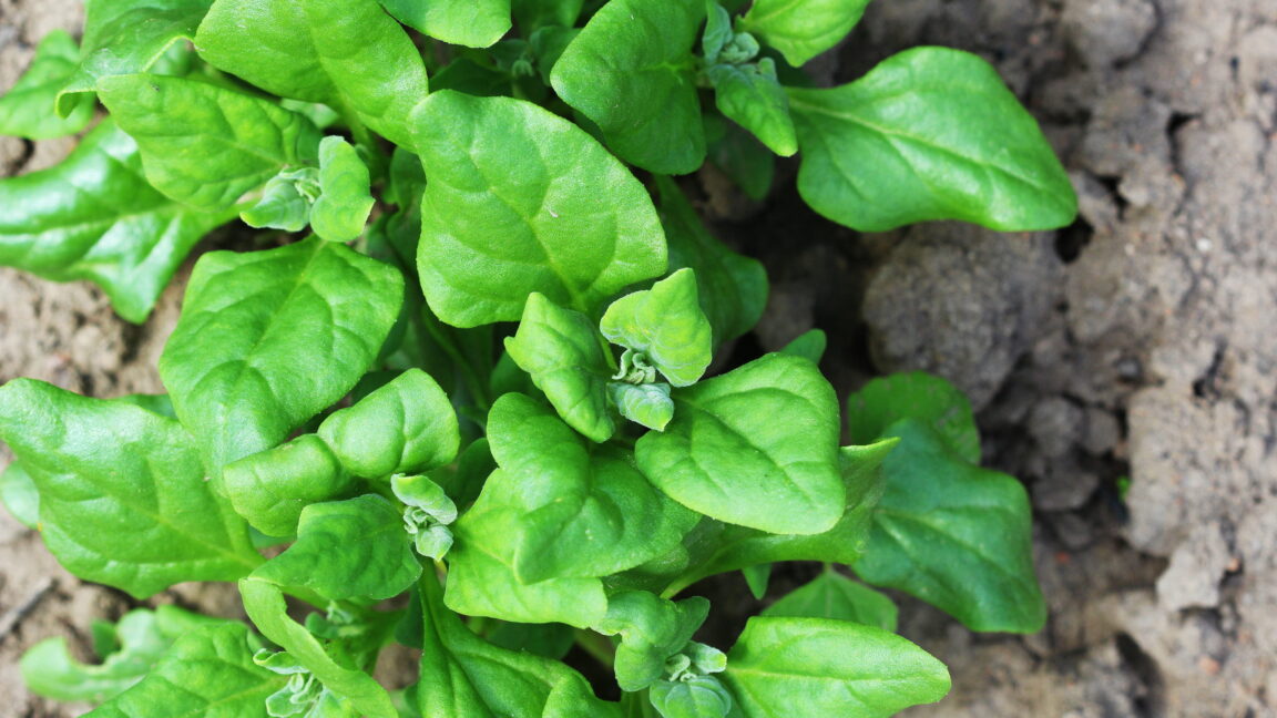 Spinach Seed Starting Tips -- Harvest to Table
