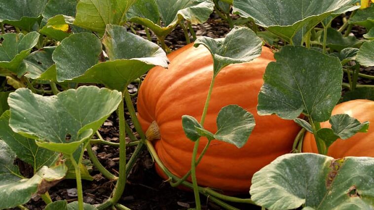 Pumpkin Seed Starting Tips -- Harvest to Table