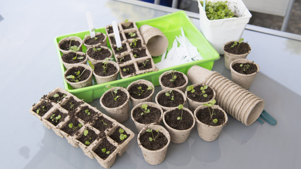 Seed Starting Vegetables in January -- Harvest to Table