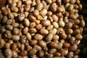 How to Plant, Grow, and Harvest Southern Peas: A Complete Guide
