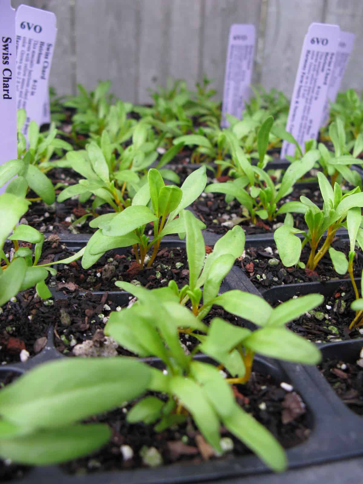 How to Plant, Grow, and Harvest Swiss Chard - Harvest to Table