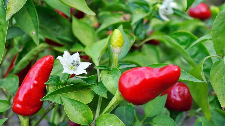 Five Ways to Cook and Serve Chili Peppers -- Harvest to Table