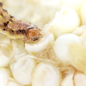 Natural Controls for Vegetable Pests - Harvest to Table