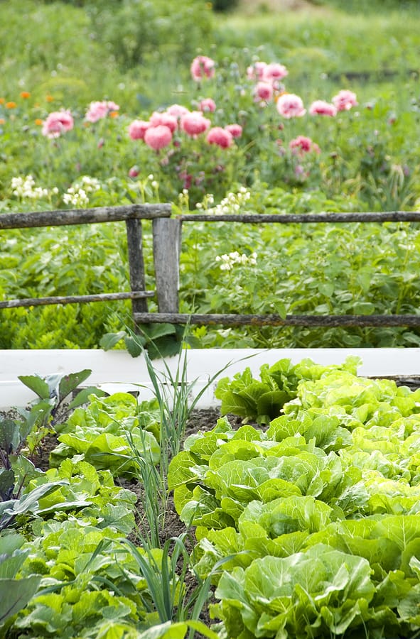 Interplanting Vegetables: Root Depth, Plant Height - STUFFSHELF