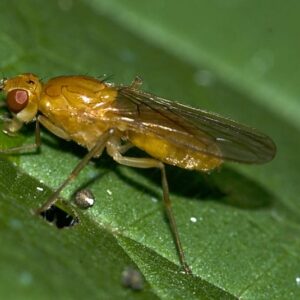 Natural Controls for Vegetable Pests - Harvest to Table