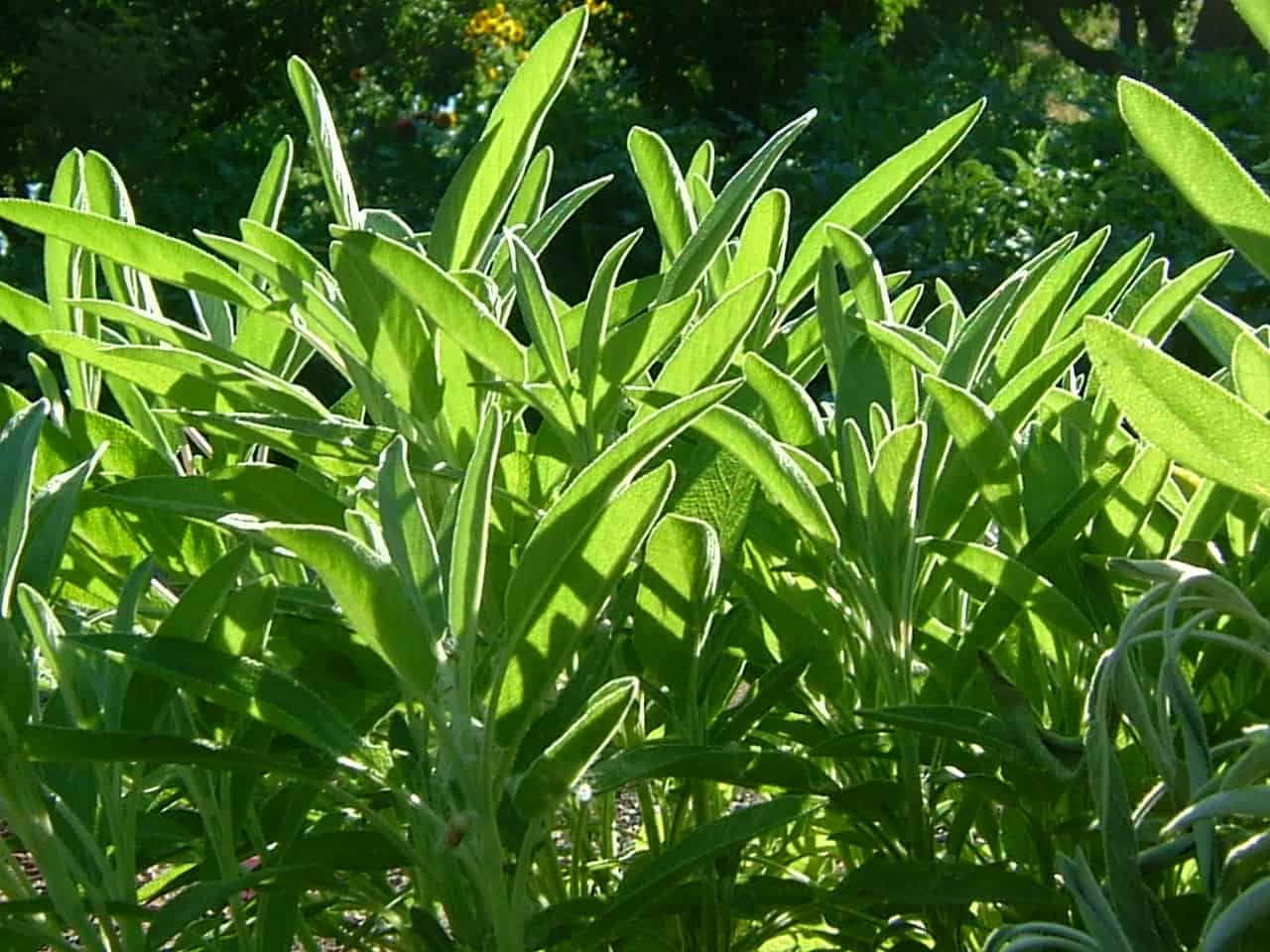 How to Plant, Grow, and Harvest Sage