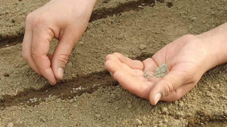 How to Read a Seed Packet - Harvest to Table