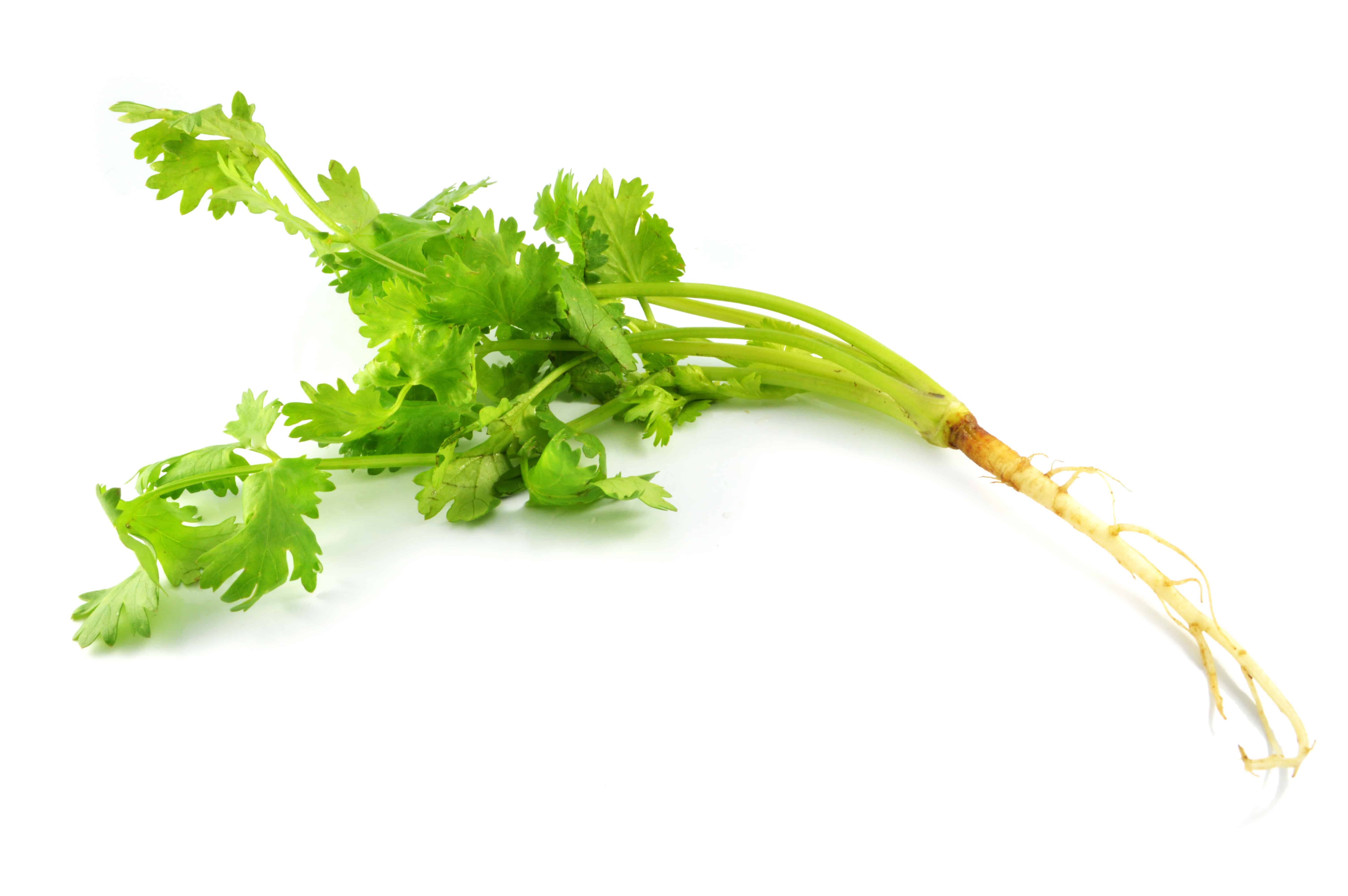 How to Grow Cilantro and Coriander