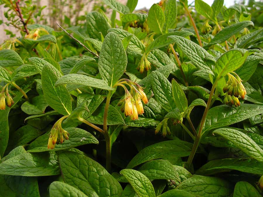 How to Make Comfrey Manure Tea - Harvest to Table