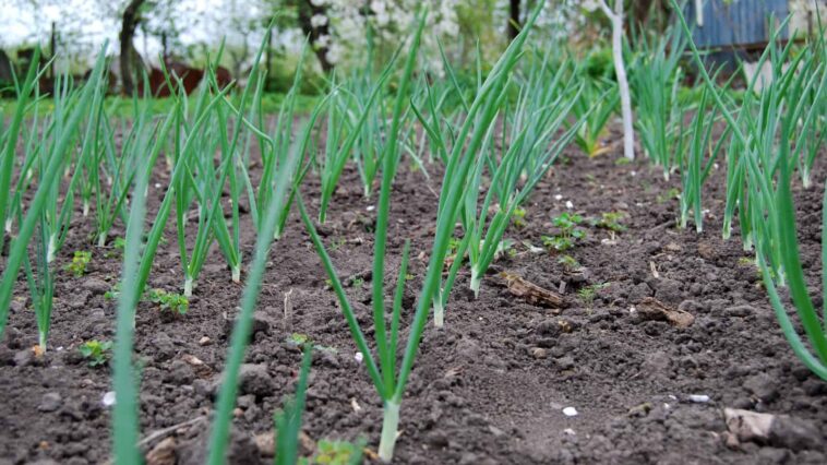 Vegetable Garden Tips for April - Harvest to Table