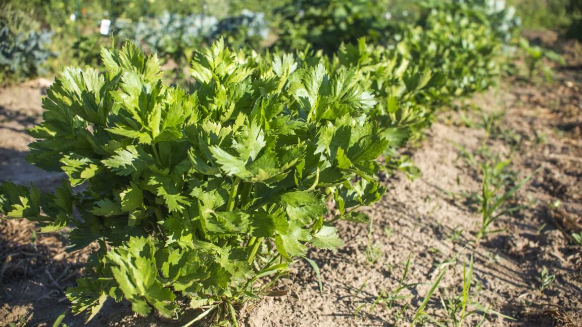 Cauliflower Growing Problems and Solutions -- Harvest to Table