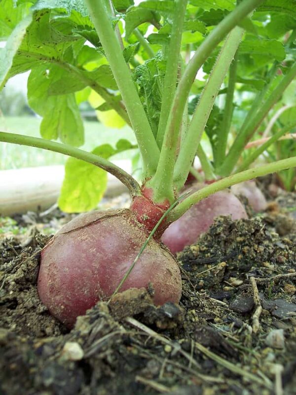 Common Radish Pests and Diseases: Control Them Naturally