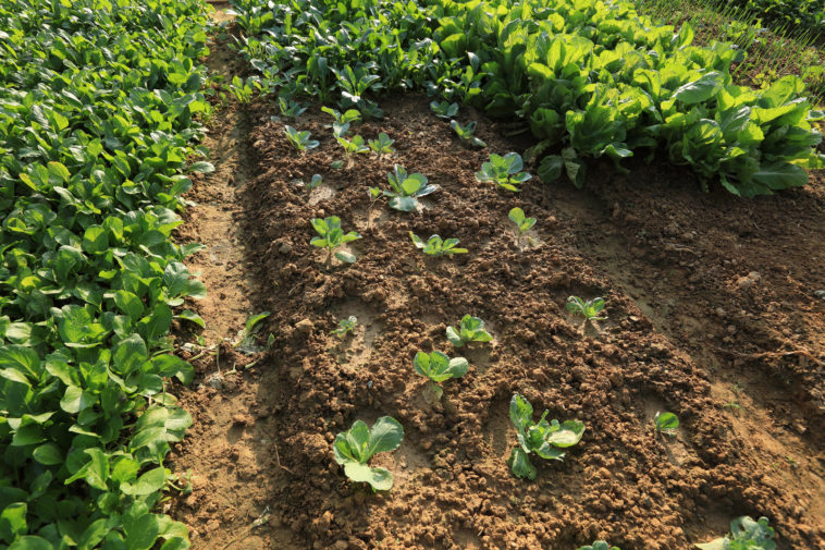 Succession Planting - Be An Expert -- Harvest to Table