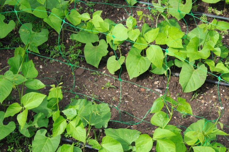 How to Grow and Care for Lentils -- Harvest to Table
