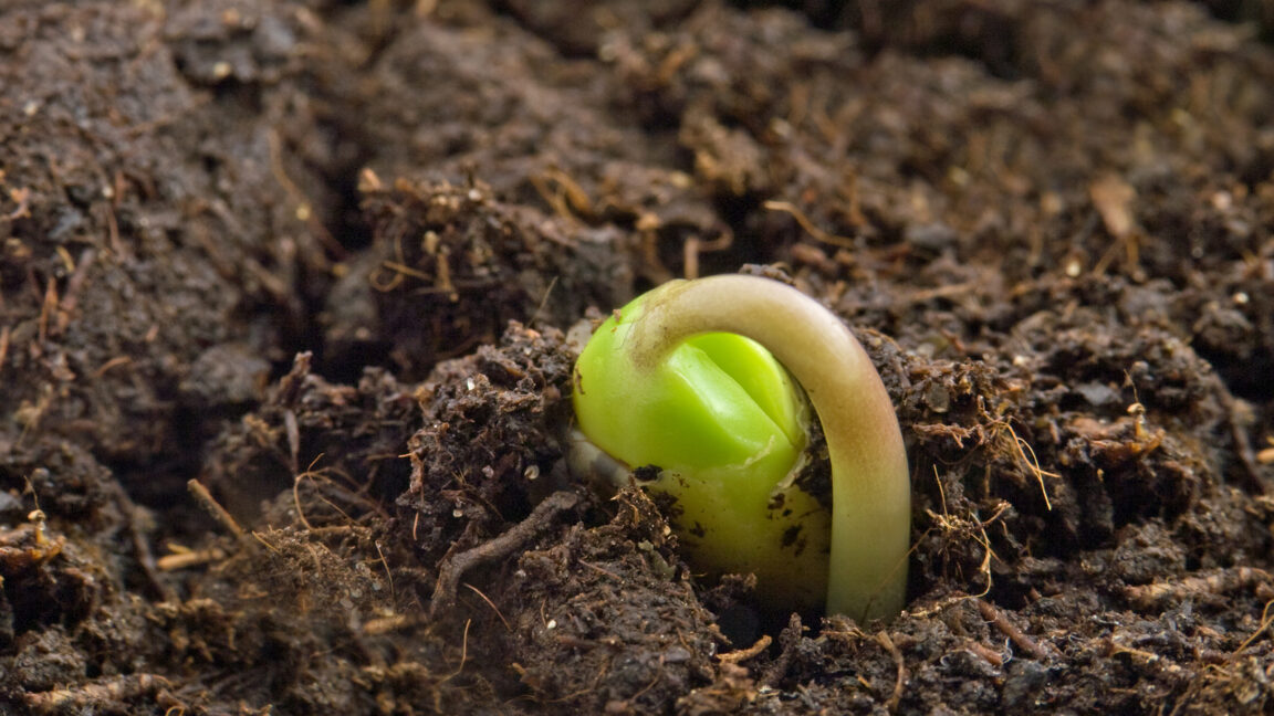 Pea Growing Problems and Solutions