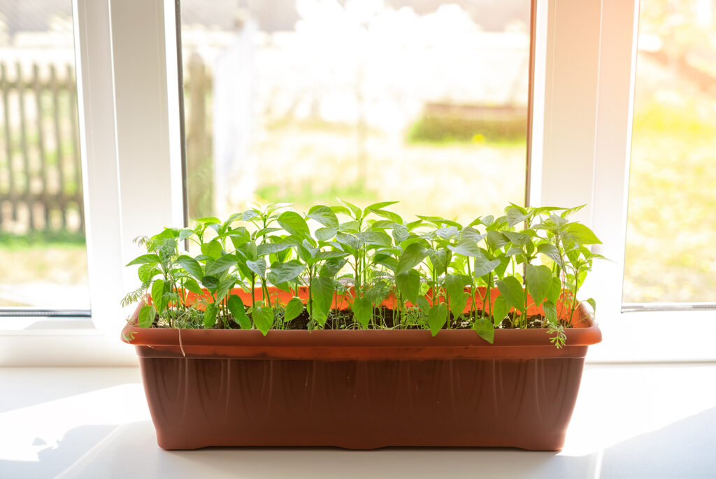 7 Tips for Grow Peppers in Pots -- Harvest to Table