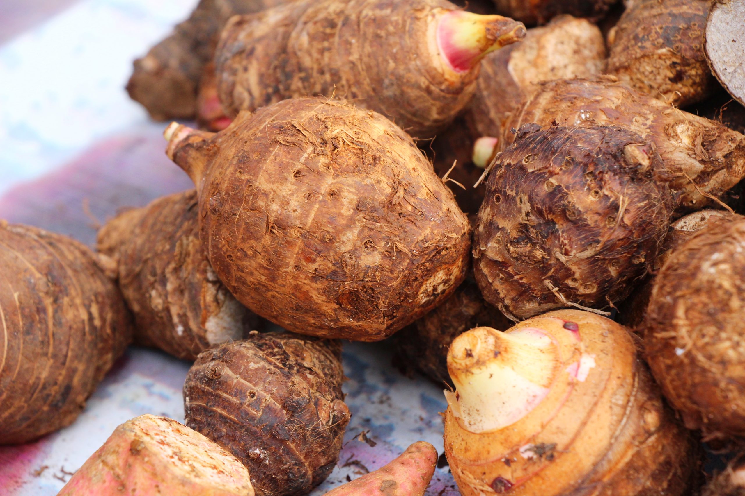 How To Plant Grow And Harvest Taro Harvest To Table