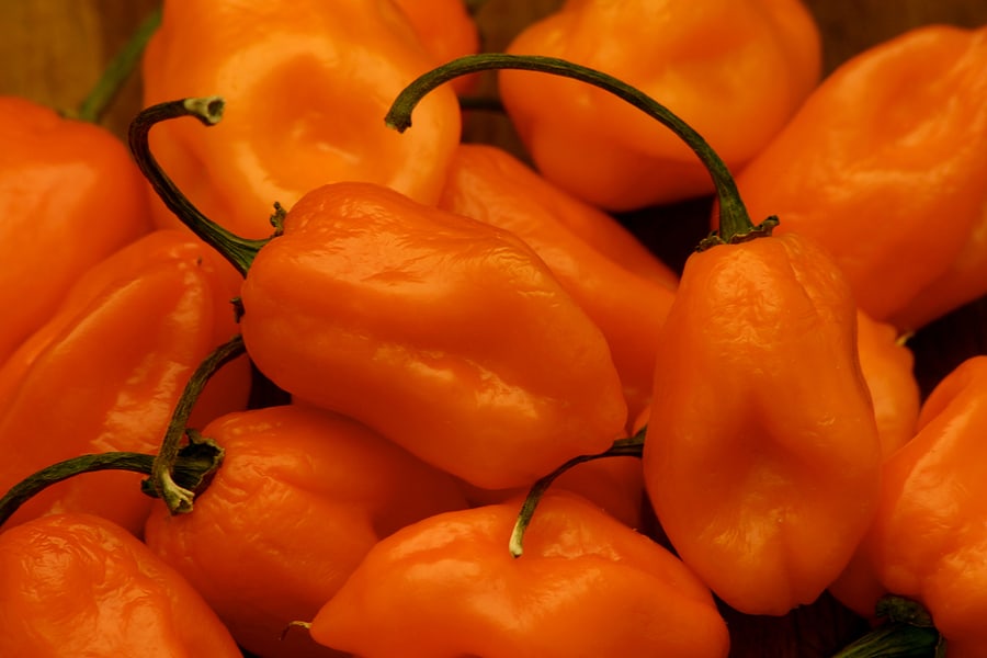 How to Grow Hot Peppers - Harvest to Table