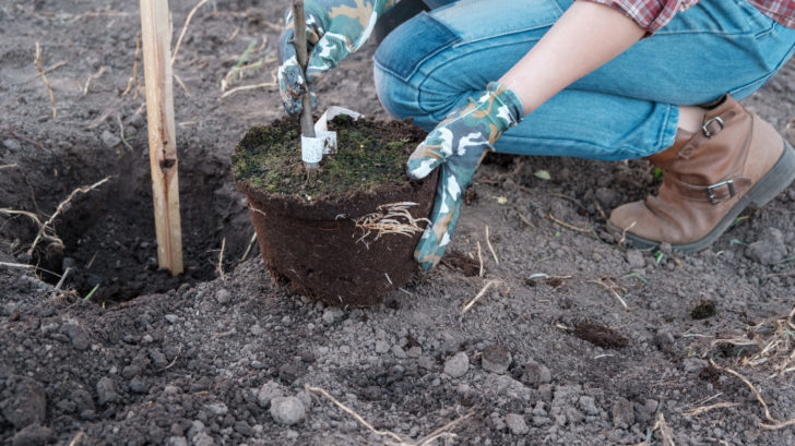 Succession Planting - Be An Expert -- Harvest to Table